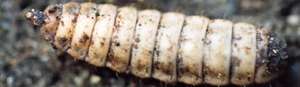 Fly larvae (Maggots) - Oz Soils 4