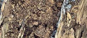 Termites - Oz Soils 4