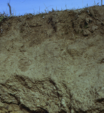 Function of Structure - Oz Soils 4