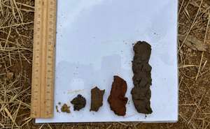 Field Texture - Oz Soils 4