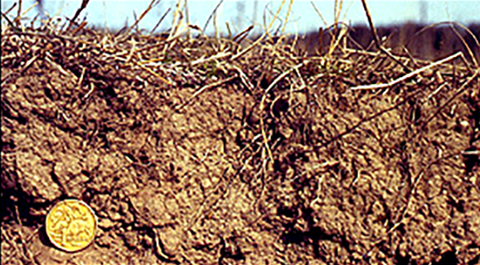 Soil structure in the field - Oz Soils 4