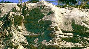 Soil structure in the field - Oz Soils 4