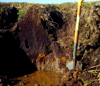 Biota - Oz Soils 4
